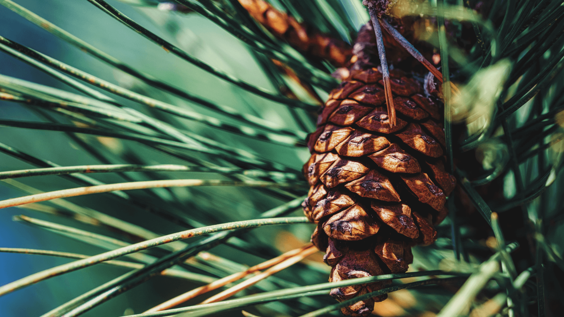 Nature Inspired Living – Sage Water : Sagewater